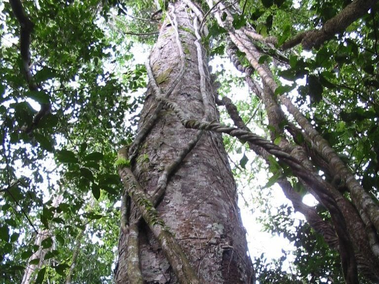 Copaiba Health Benefits | Buy Copaiba Now